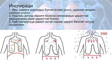 Амьсгалын эрхтэн тогтолцооны физиологи Pptx