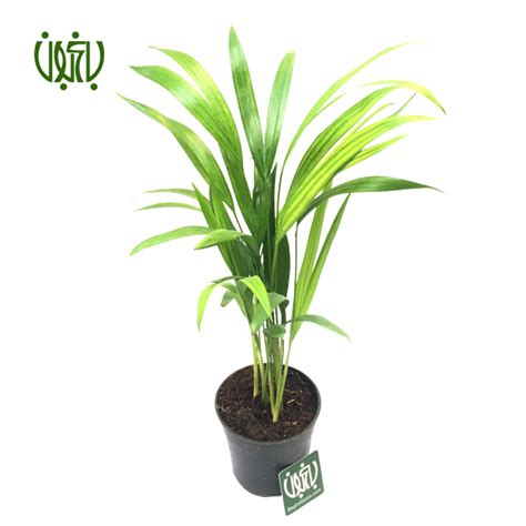 نخل اریکا Areca Palm باغبون فروشگاه و مرجع تخصصی گل و گیاه خانگی و