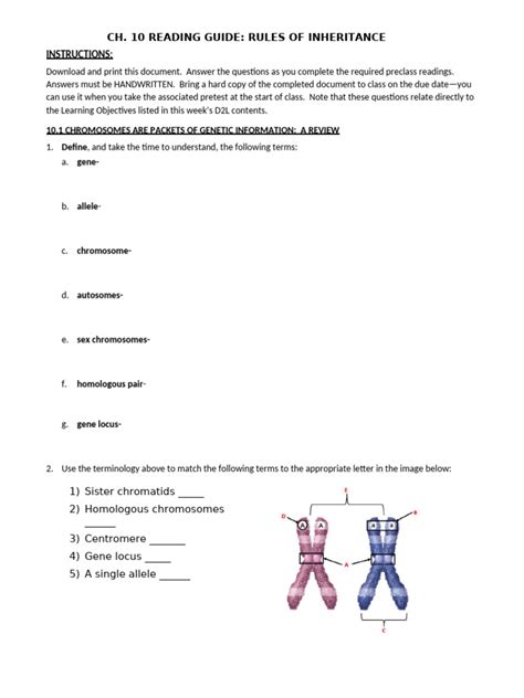 Reading Guide Ch 10 Patterns Of Inheritance Pdf