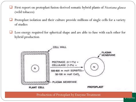 Plant Protoplast Isolation Purification And Culturing Pdf