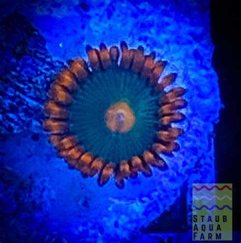Gatorade Zoanthid Polyps Staub Aqua Farm Llc