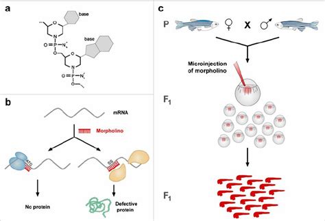 Gene Knockdown By Morpholino Antisense Nucleotide Injection A Chemical