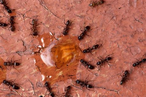 Argentine Ant Facts Description And Pictures