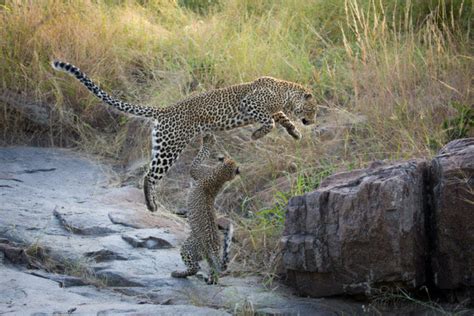 Discovering A Leopard Den Londolozi Blog