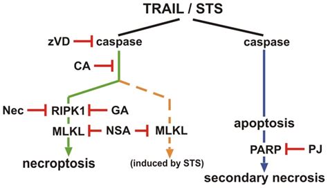 Both Trail And Sts Triggered Necroptosis In Caspase Depleted U937 Cells Download Scientific