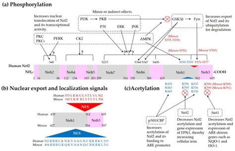 Natural Nrf2 Modulators For Skin Protection