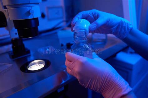 Embryologist Using Mineral Oil Overlay For Cells In Culture Dish Stock