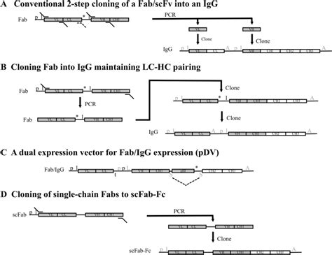 A Summary Of Key Elements Within Different Strategies To Produce Download Scientific Diagram