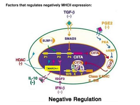 Ppt Regulation Of Mhcii Expression And Antigen Presentation