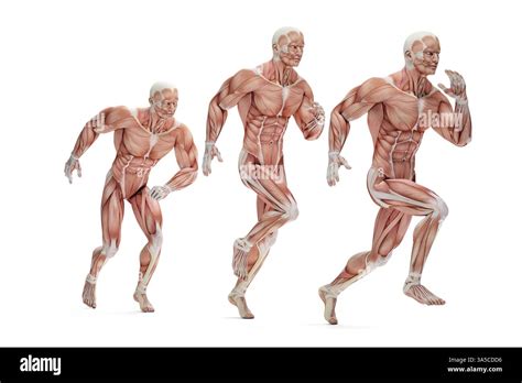 Running Cycle 3d Anatomical Illustration Isolated 3d Illustration