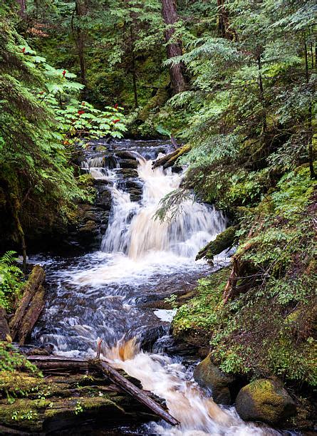 Floresta Nacional De Tongass Banco De Imagens E Fotos De Stock Istock