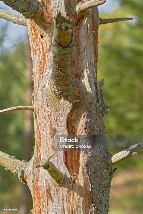 Trees Of All Types And Seasons A Beautiful World Of Differences Stock