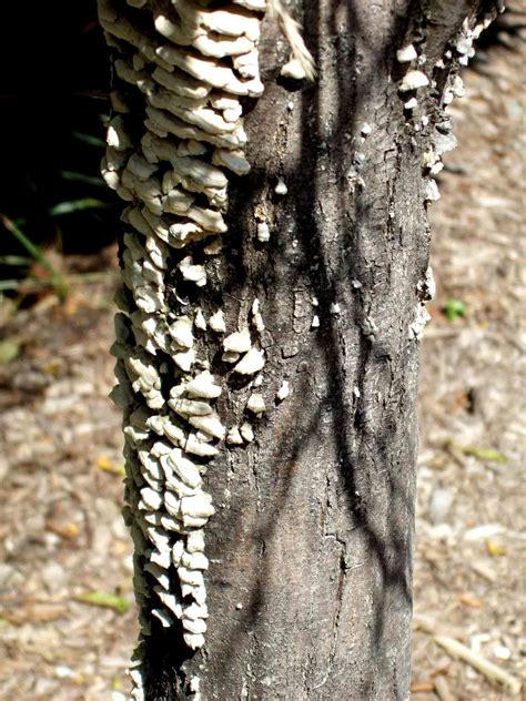 Tree Disease Identification At Elizabeth Hood Blog