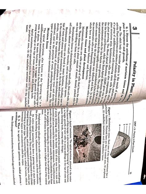 Bot Unit 2 Polarity In Plant Growth Pdf
