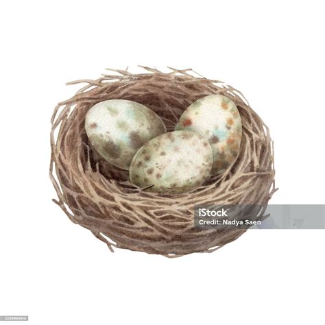 수채화 빈티지 스타일의 메추라기 얼룩덜룩 한 알과 함께 둥지 갈색 나무 새 집 손으로 그린 봄 그림 초대장 템플릿 디자인에 적합합니다 봄철 인사말 카드에 대한 귀여운 삽화