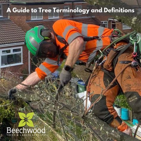 A Guide To Tree Terminology And Definitions — Beechwood Trees And Landscapes