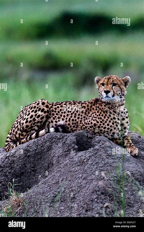 The Beautiful Spots On The Coat Of A Cheetah Surveying The Savannah