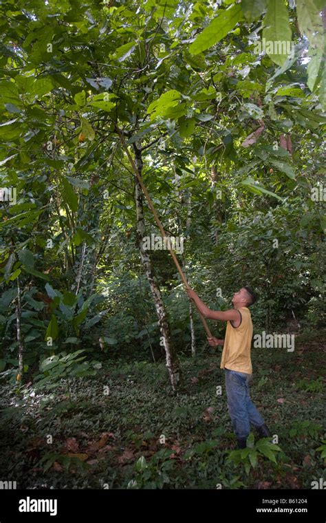 Man Harvesting Cocoa Fruit On Cocoa Plantation Hacienda Bukare Cocoa Cultivation And