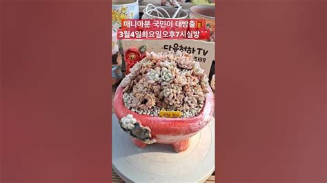 매니아분 국민이 대방출🎁3월4일화요일오후7시실방 ️다육 Flowers Plants Succulents 다육이 다육이키우기 多肉植物 다육식물 판매