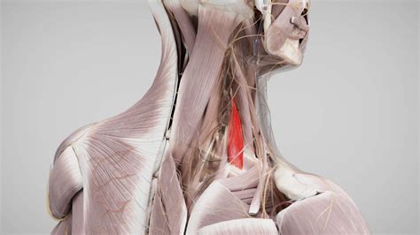 Musculus Scalenus Posterior DocCheck