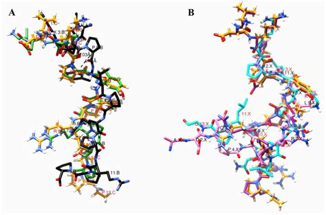 Putative Binding Modes Obtained From Molecualr Docking Of Peptides To