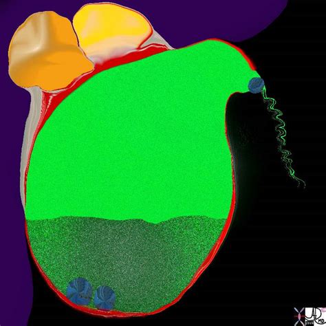 Gallbladder Fossa The Common Vein