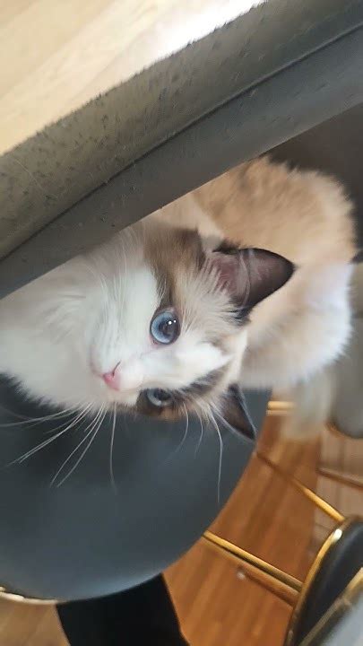 갑자기 왜 레이이모 깜놀 고양이 랙돌냥이 Youtube