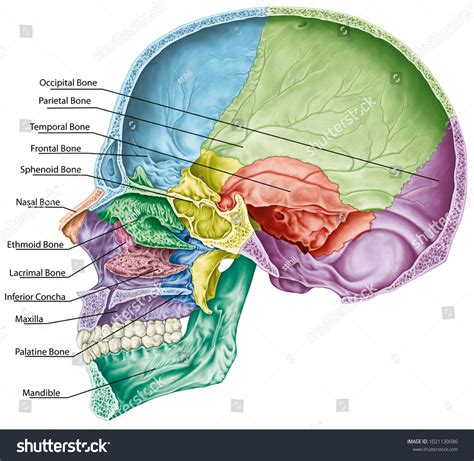 Cranial Cavity