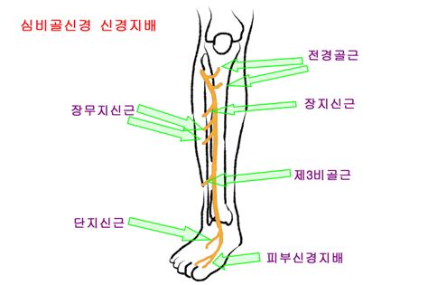대전 유성 화목한 한의원 심비골신경deep Peroneal N과 발목 신전근들 전경골근anterior Tibialis