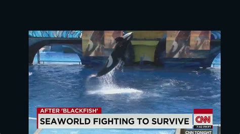 Tilikum The Killer Whale May Be Close To Dying Cnn Video