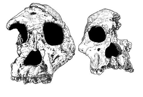 Evolutionary Comparison Of Australopithecus Africanus Skulls