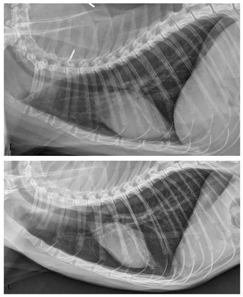 Association Between Feline Hyperthyroidism And Thoracic Radiographic