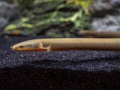 Rope Fish Eat