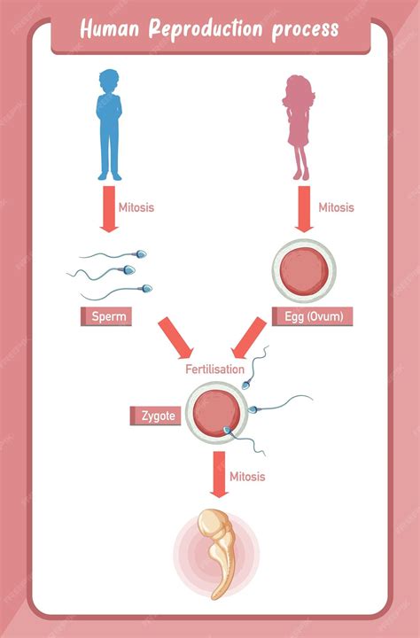 Human Reproduction Process
