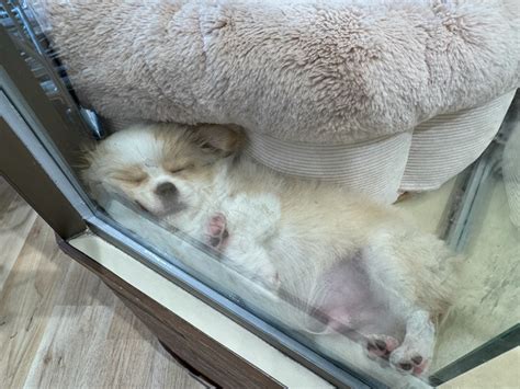 【ひごペットフレンドリー京都店】すやすやぁ彡 京都店