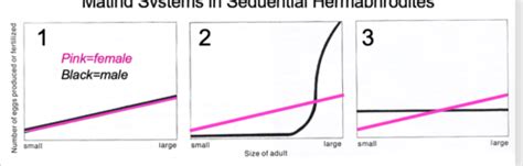 Life History And Sex Flashcards Quizlet