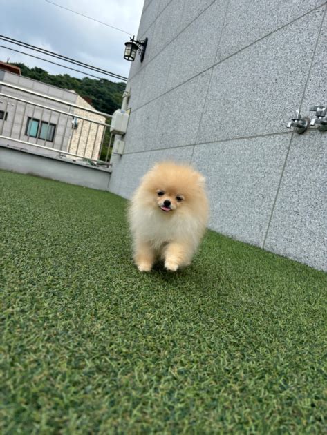 포메라니안자몽 강아지책임분양 강아지분양 고양이분양 컴투펫 시츄 셔틀랜드쉽독 말티푸 미니핀 치와와 요크셔테리어 포메라니안 말티즈 분양