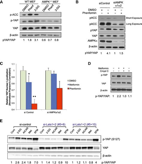 Energy Stress Inhibits Yap Through Ampk And Lats1 Lats2 A Ampk Is