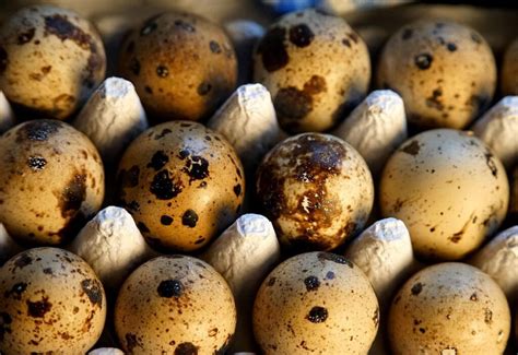 Quail Egg Hatching Times Revealed A Comprehensive Guide Feathered