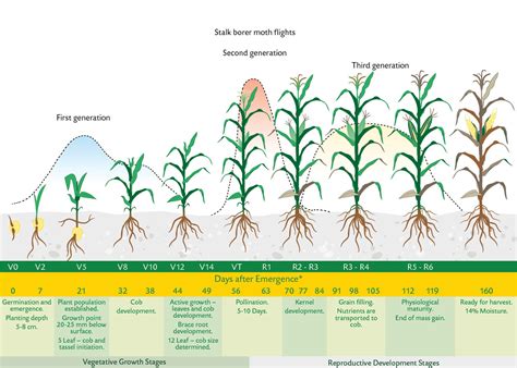 Yellow Maize