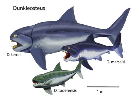 Meet Dunkleosteus The Prehistoric Predator That Ruled The Seas 358 Million Years Ago