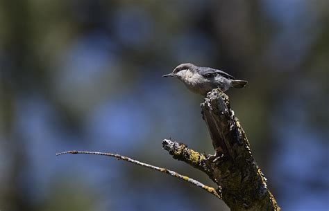 Pygmy Nuthatch Bird Nature Free Photo On Pixabay Pixabay