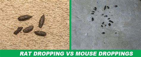 Are Mouse Droppings Red