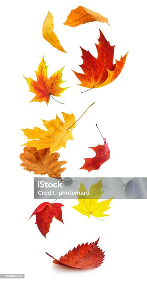 빨간색과 노란색 단풍 나무 잎 떨어지는 흰색 배경에 고립 잎에 대한 스톡 사진 및 기타 이미지 잎 가을 단풍 가을 Istock