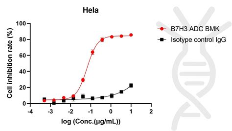 Adc Antibody Internalization Assay Dima Biotechnology