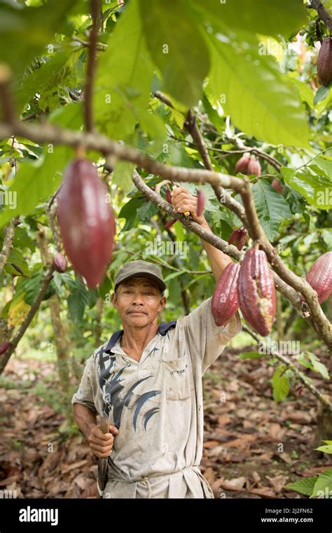 Male Cocoa Farmer Harvesting And Pruning His Cocoa Trees And Pods In Mamuju Regency Sulawesi