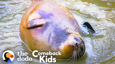 Tiny Lost Seal Grows Up To Be Blubbery And Hilarious The Dodo
