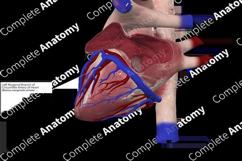 Left Marginal Branch Of Circumflex Artery Of Heart Complete Anatomy