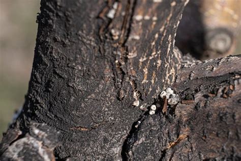 Fungal Disease On A Tree Trunk Stock Image Image Of Tree Parasite