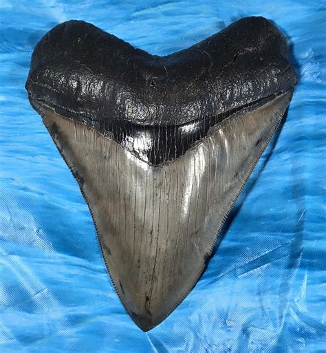 Giant Museum Quality Megalodon Shark Tooth · L1 487 L2 455 · Megateeth
